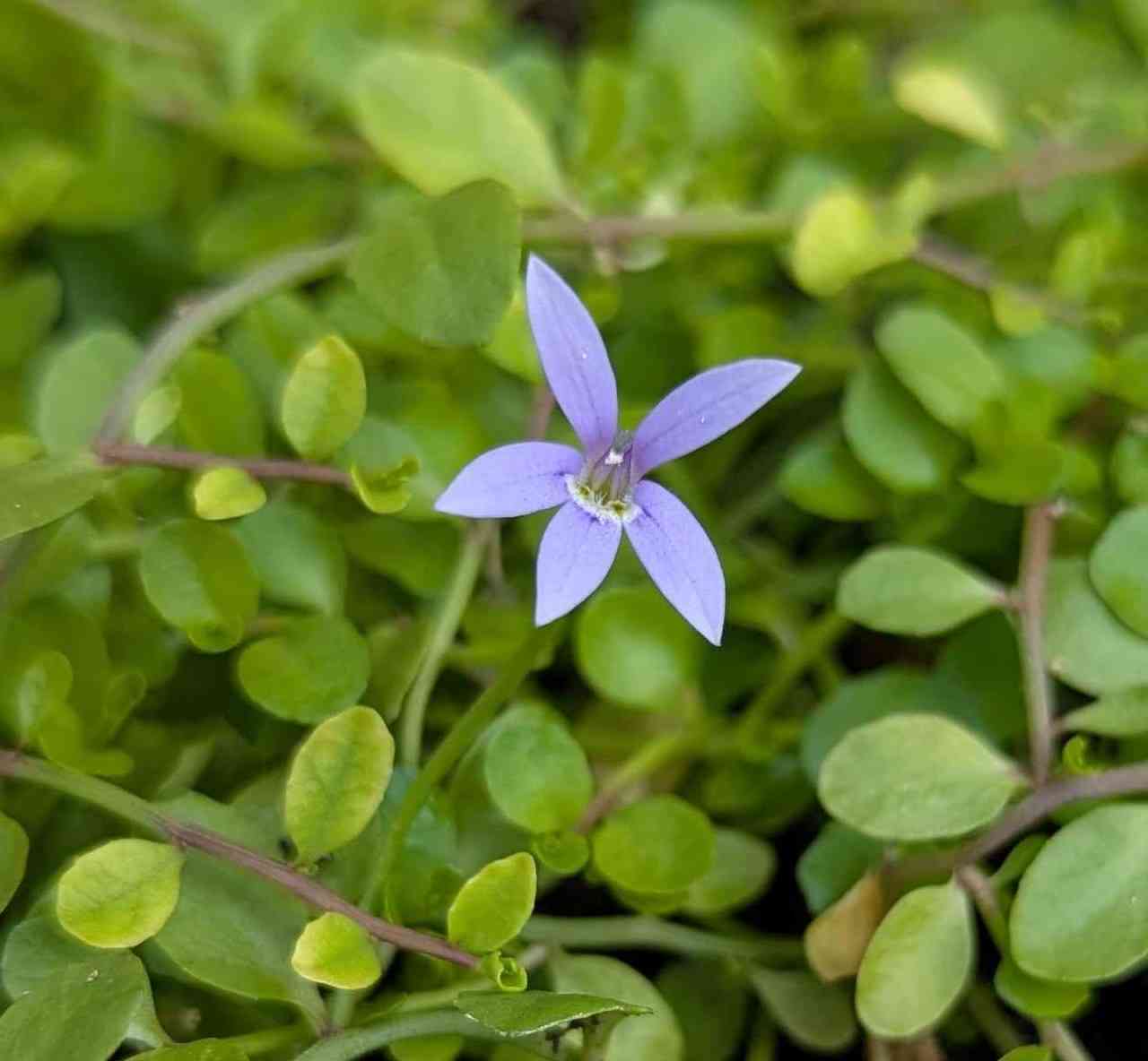 Isotoma fluviatilis