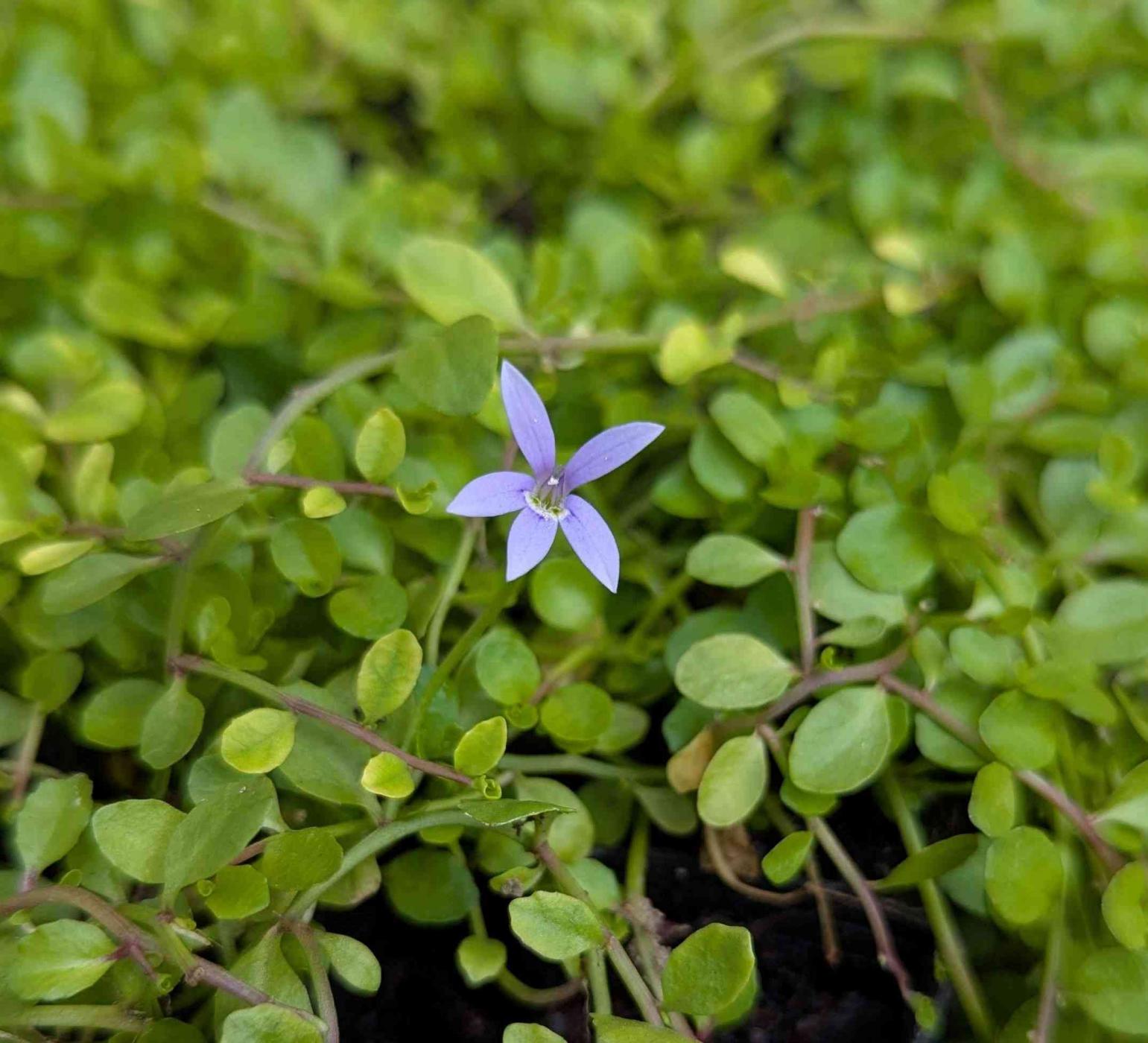 Isotoma fluviatilis