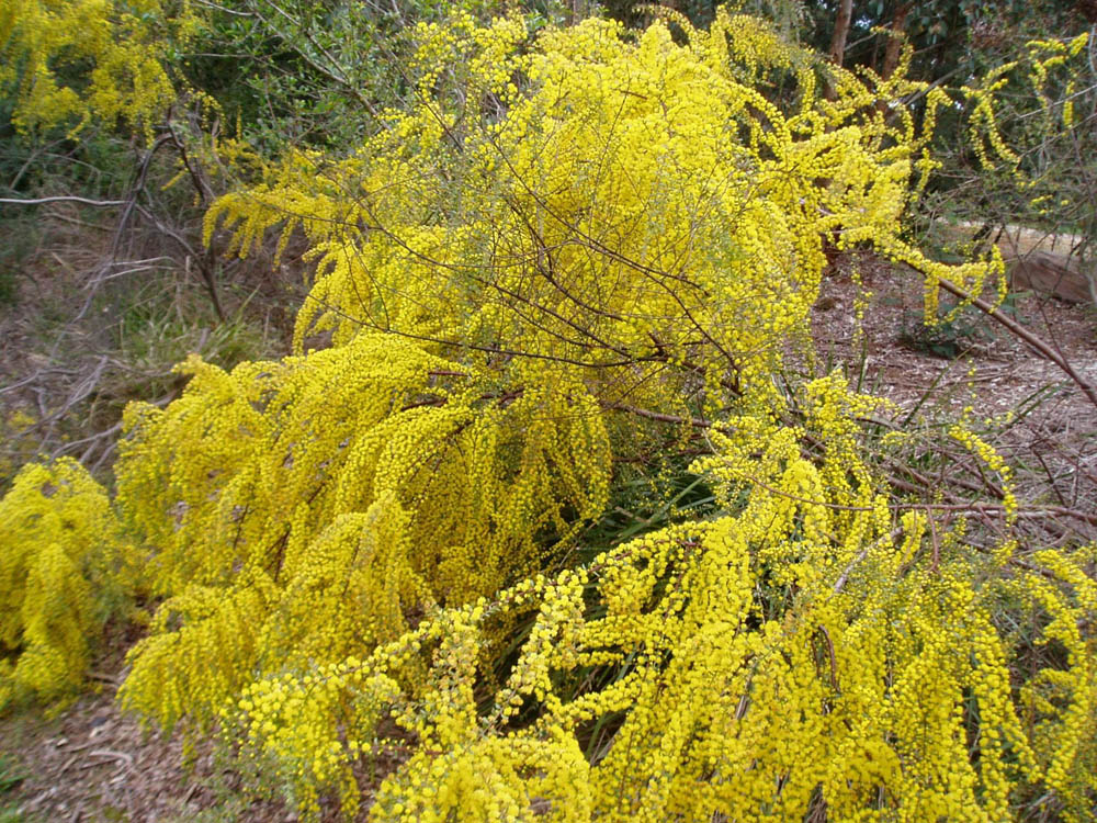 Acacia acinacea