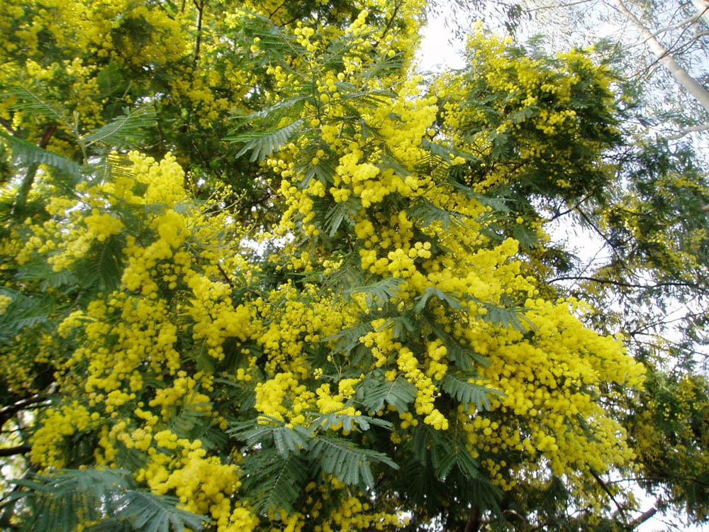Acacia dealbata