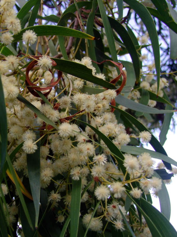 Acacia implexa