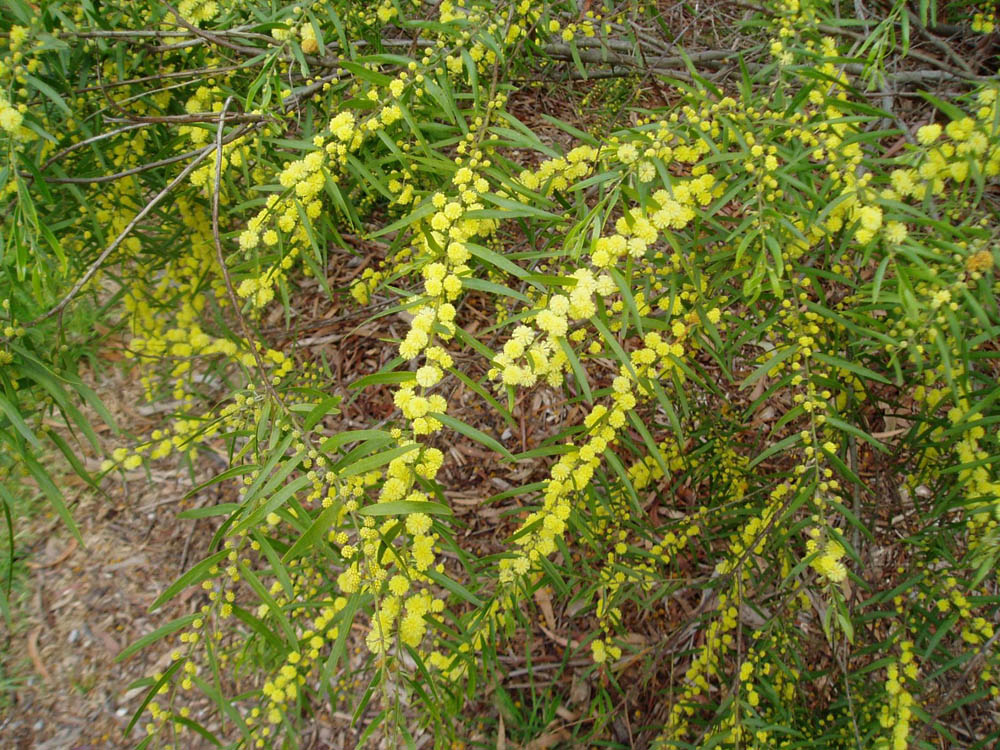 Acacia leprosa