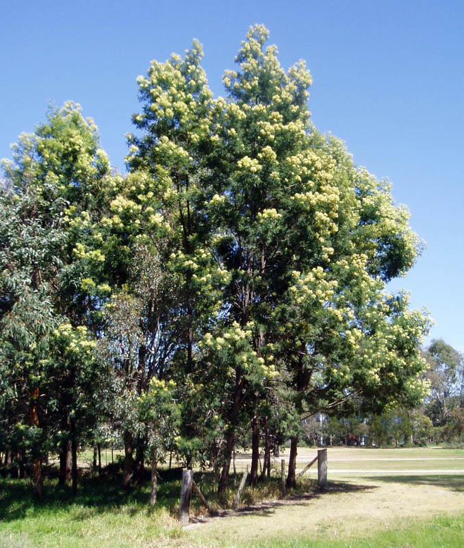 Acacia mearnsii