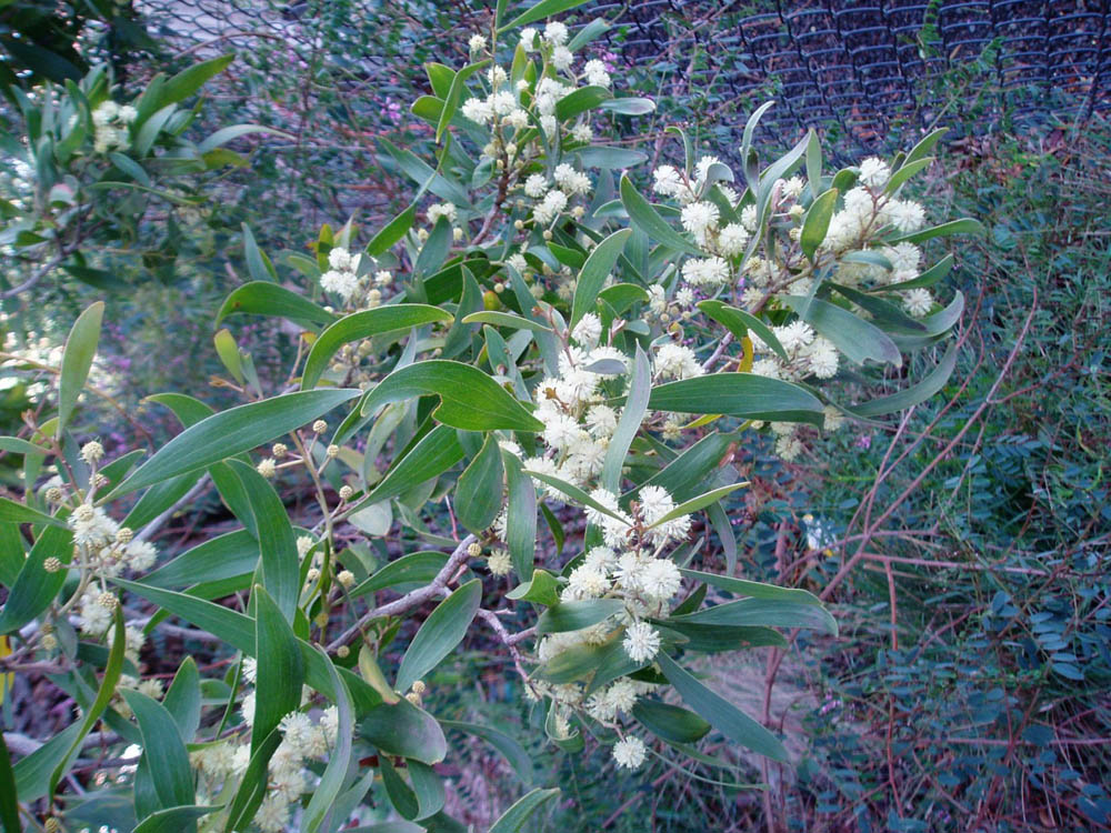Acacia melanoxylon