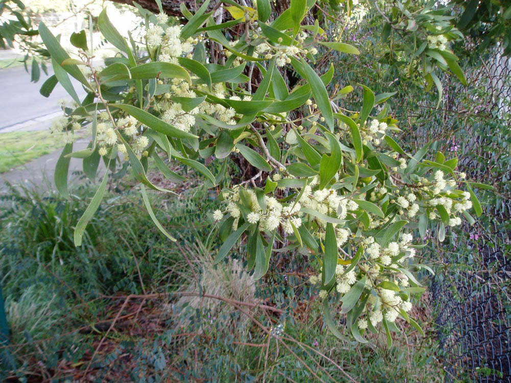 Acacia melanoxylon