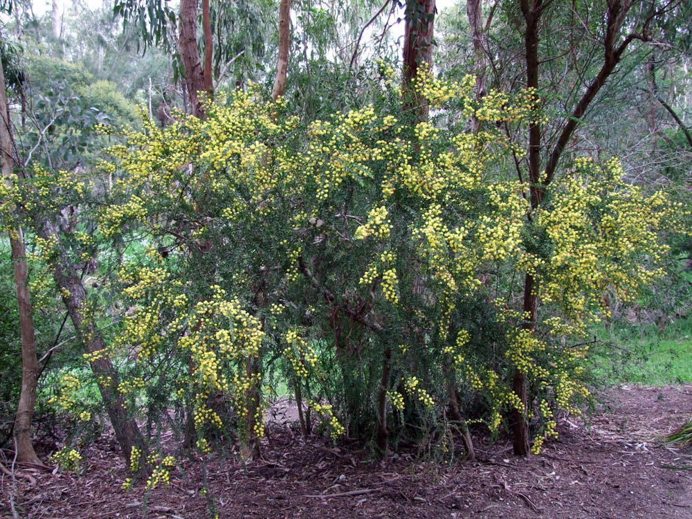 Acacia paradoxa