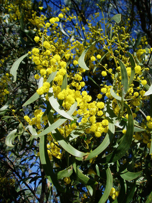 Acacia pycnantha
