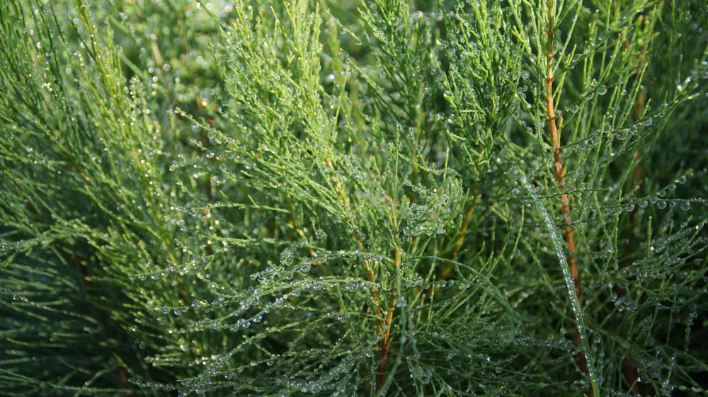 Allocasuarina littoralis