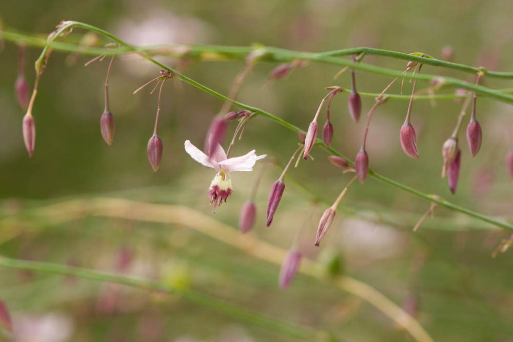 Arthropodium milleflorum