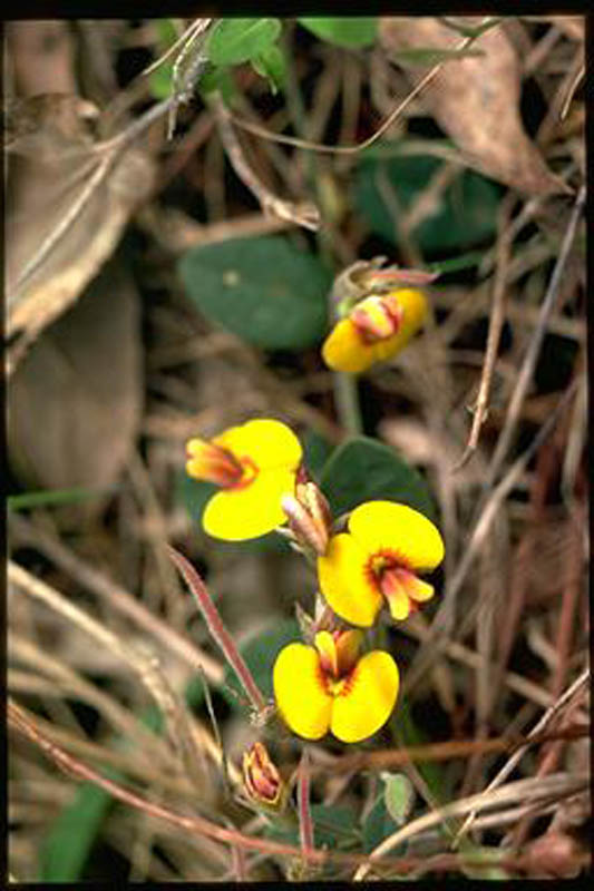 Bossiaea prostrata