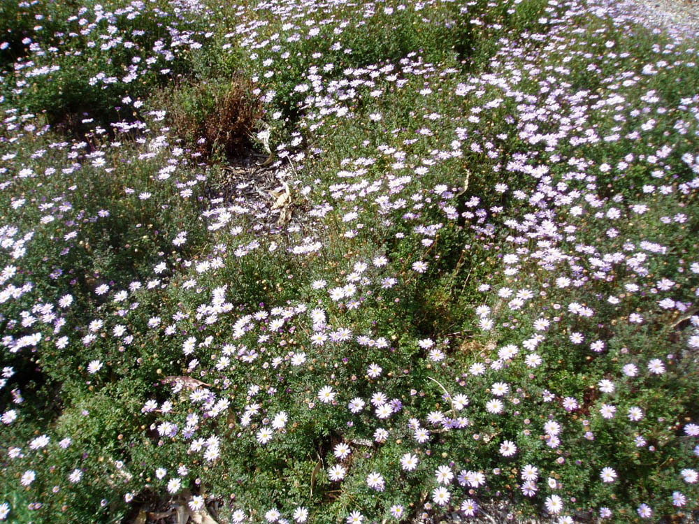 Brachyscome multifida