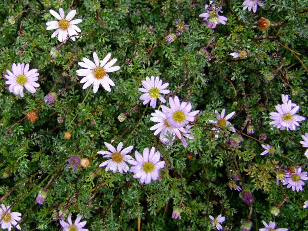 Brachyscome multifida