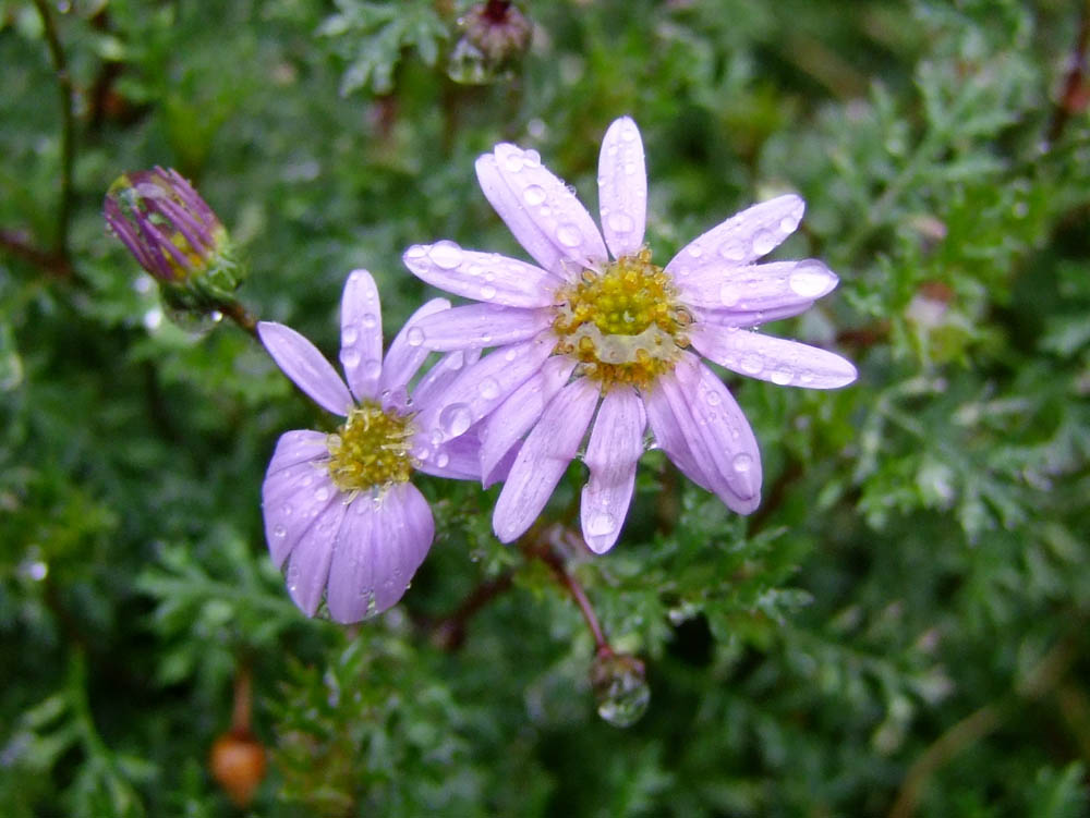 Brachyscome multifida