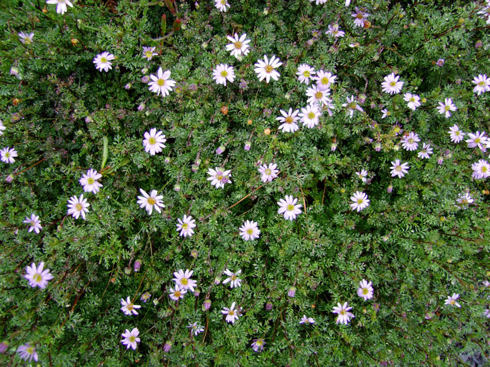 Brachyscome multifida