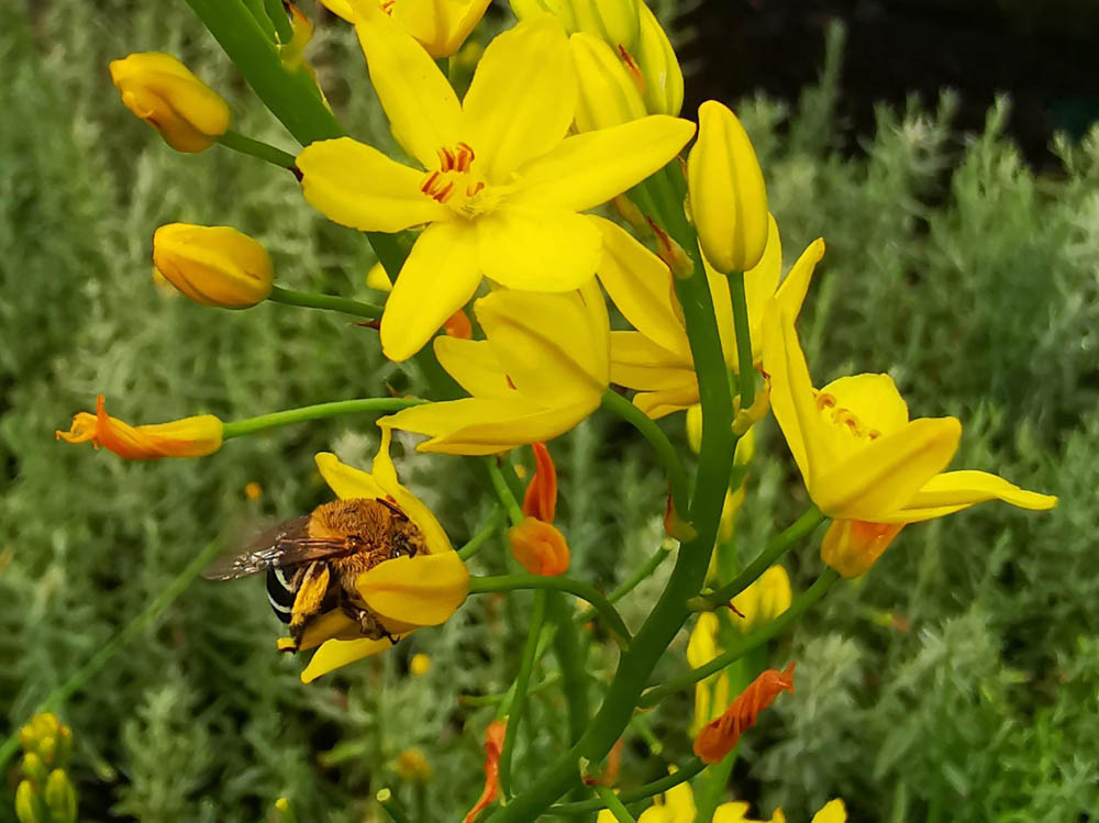 Bulbine bulbosa
