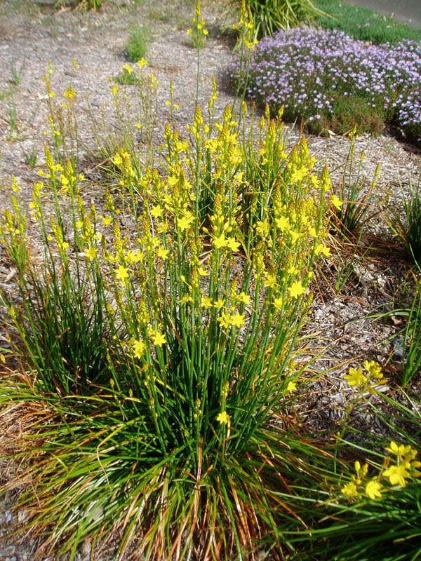 Bulbine bulbosa