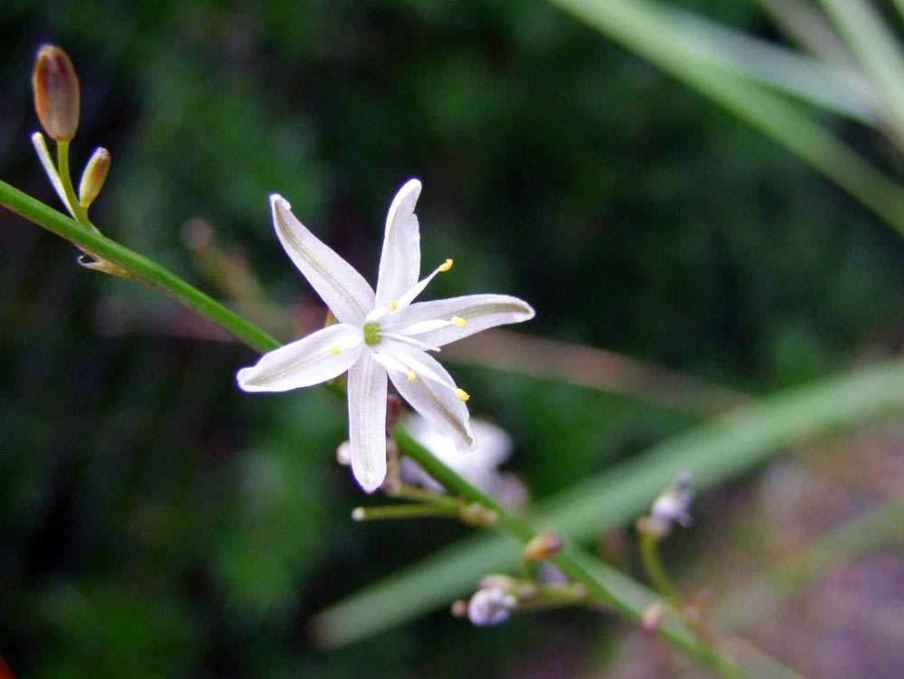 Caesia parviflora var.parviflora