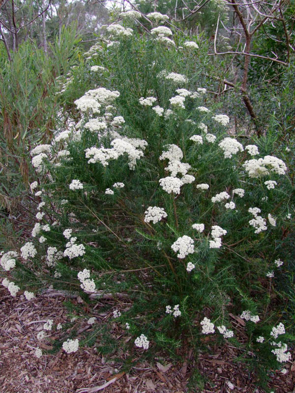 Cassinia aculeata