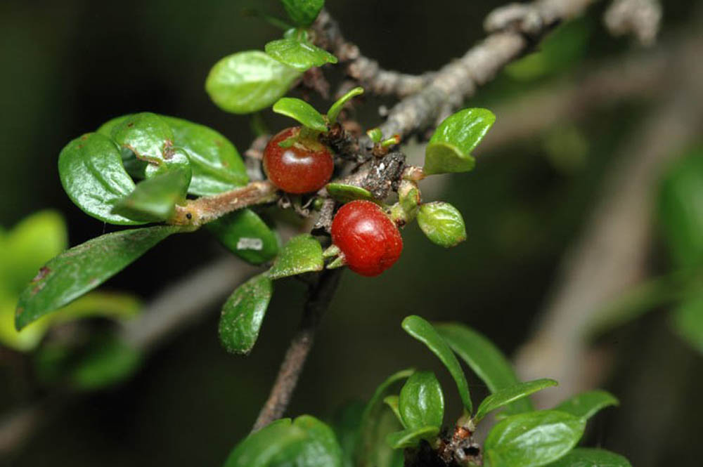 Coprosma quadrifida
