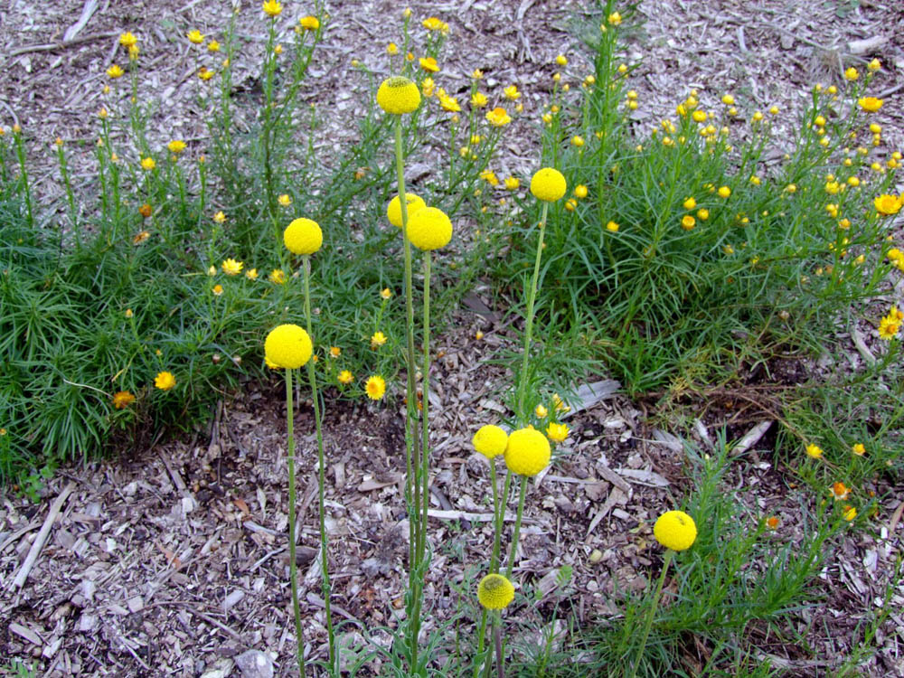 Craspedia variabilis