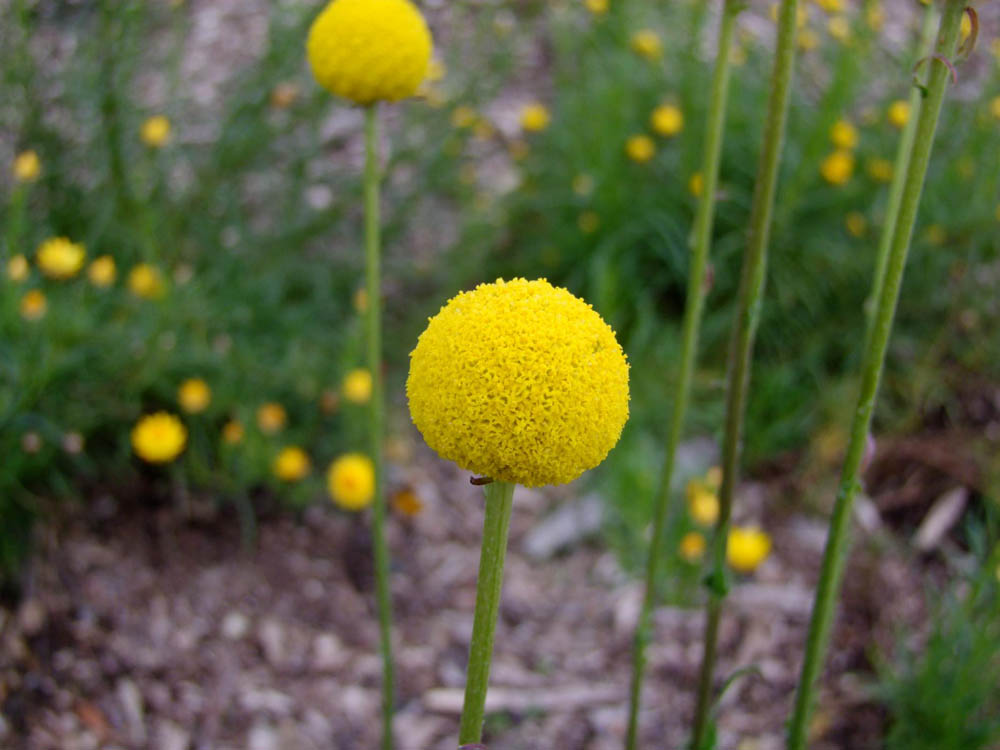 Craspedia variabilis