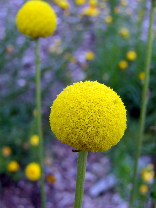 Craspedia variabilis