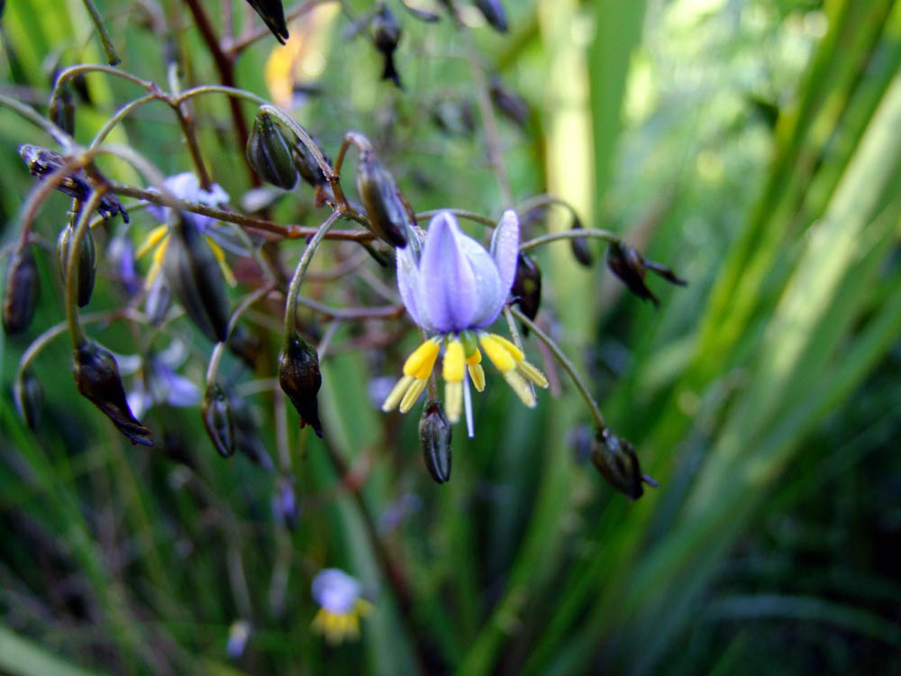 Dianella revoluta var. revoluta