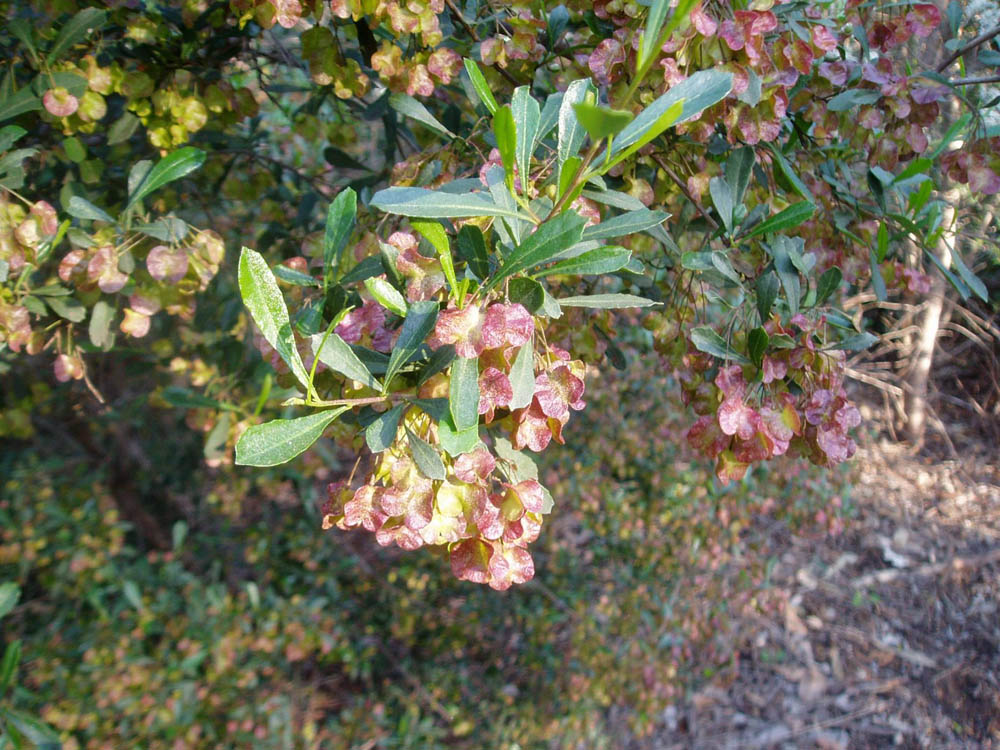 Dodonaea viscosa ssp.spatulata