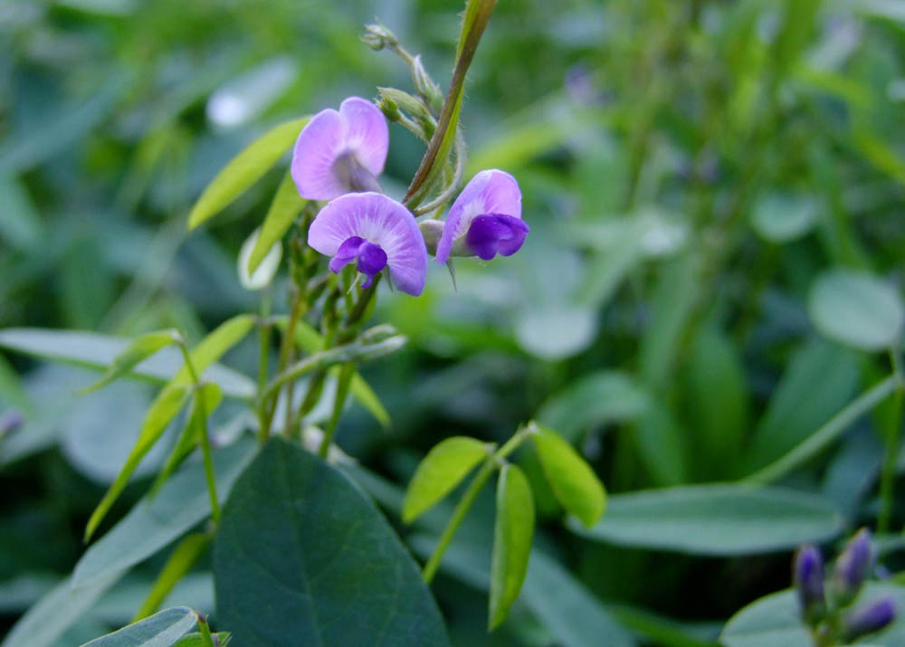 Glycine tabacina