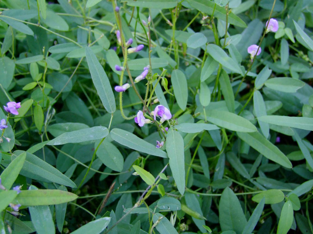 Glycine tabacina
