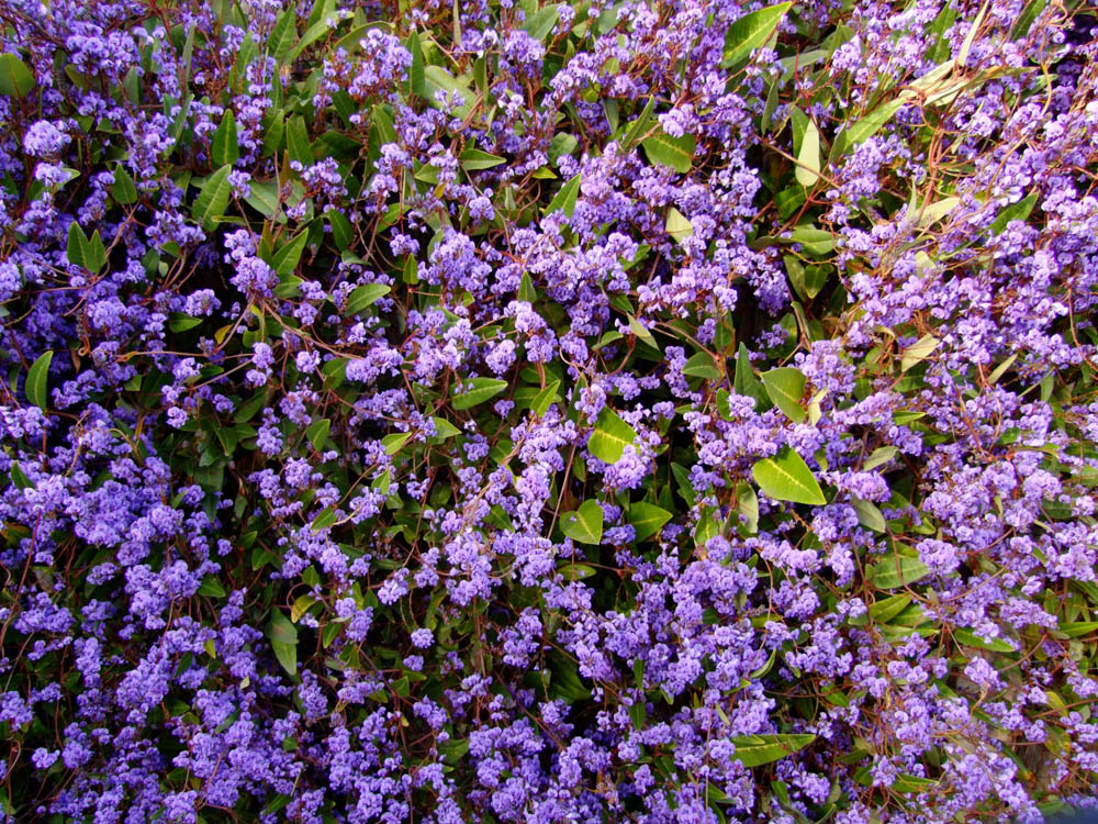 Hardenbergia violacea
