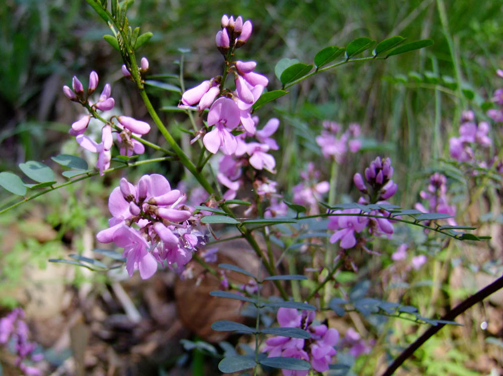 Indigofera australis