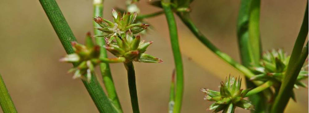 Juncus holoschoenus
