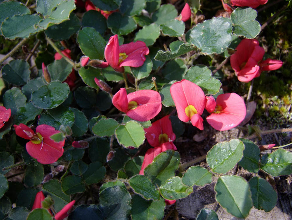 Kennedia prostrata