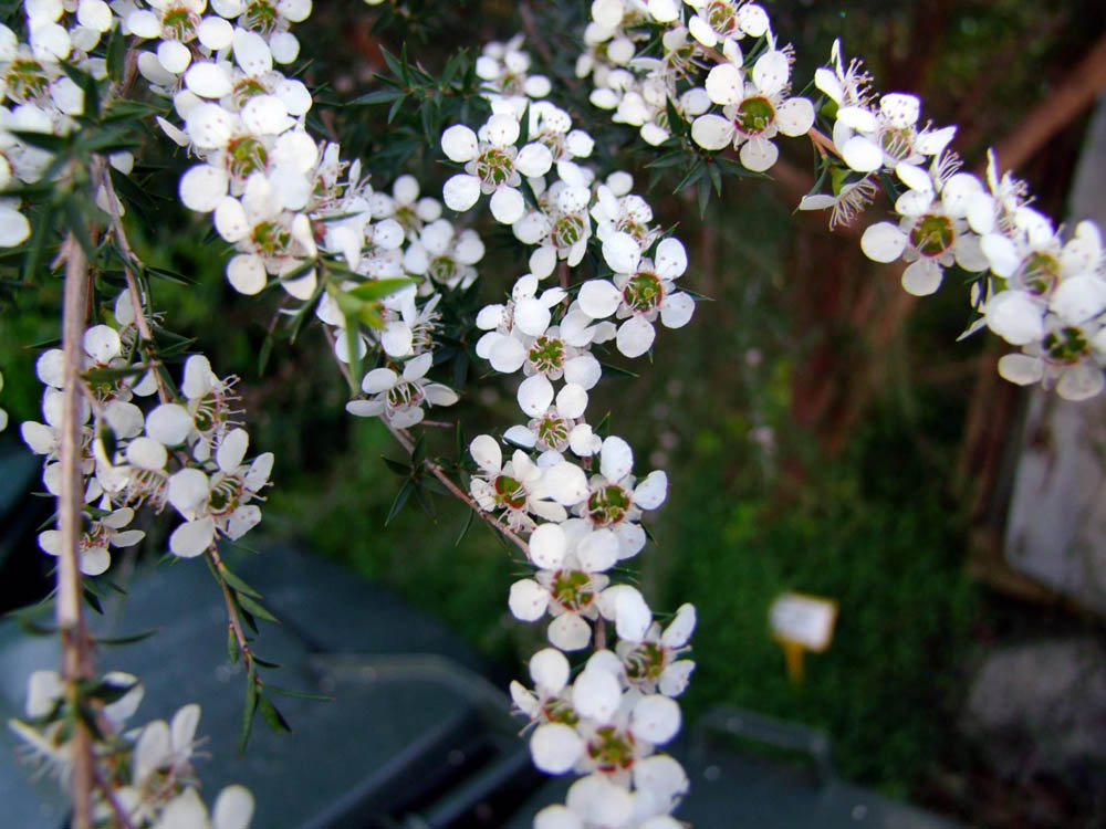 Leptospermum continentale