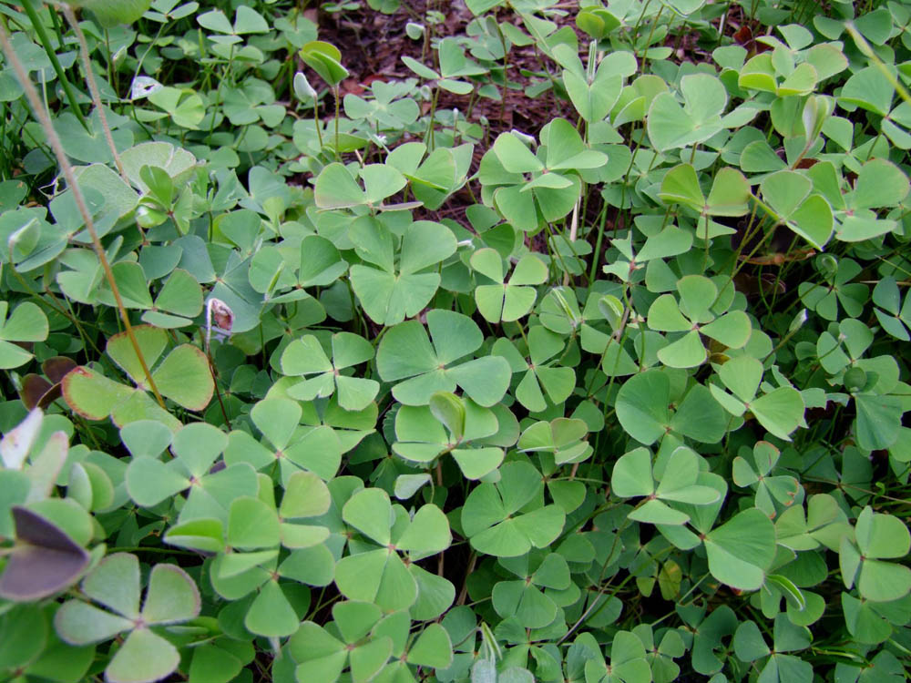 Marsilea drummondii