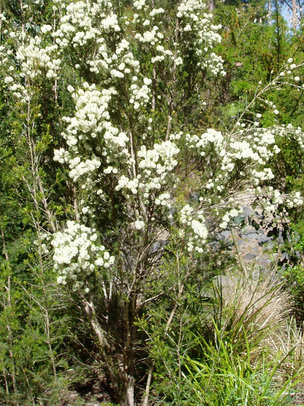 Melaleuca ericifolia