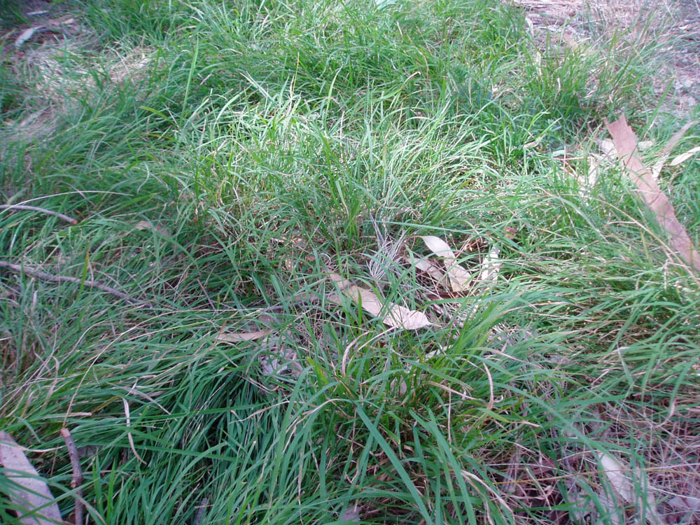 Microlaena stipoides