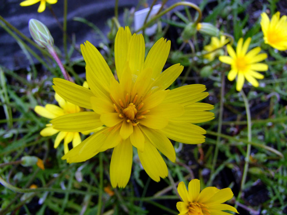 Microseris walteri