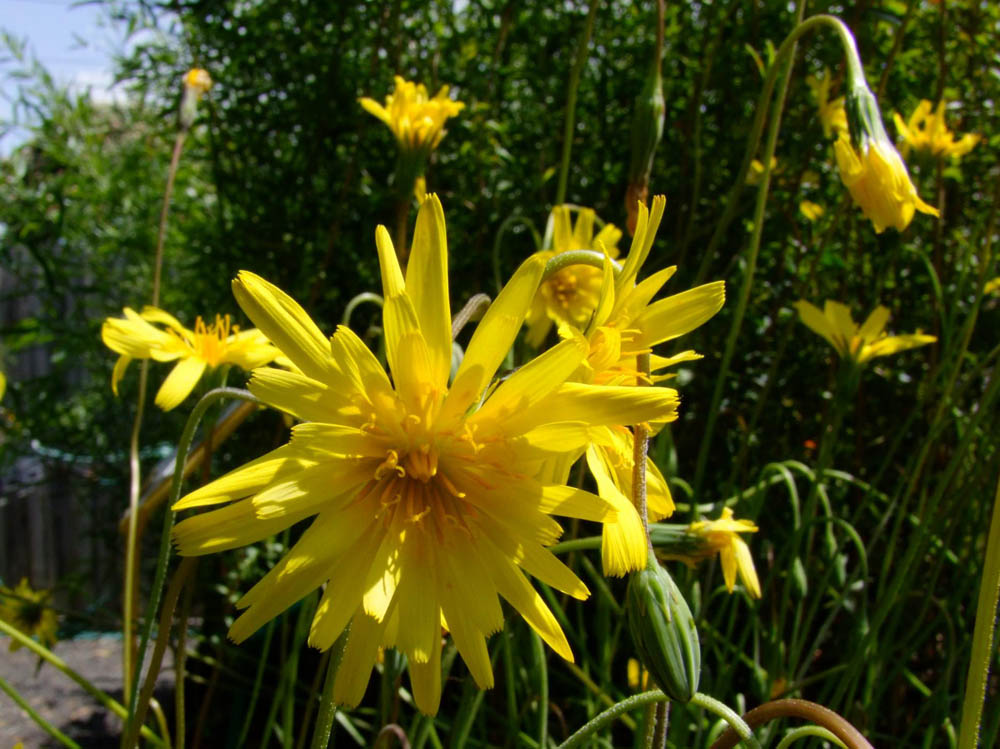 Microseris walteri