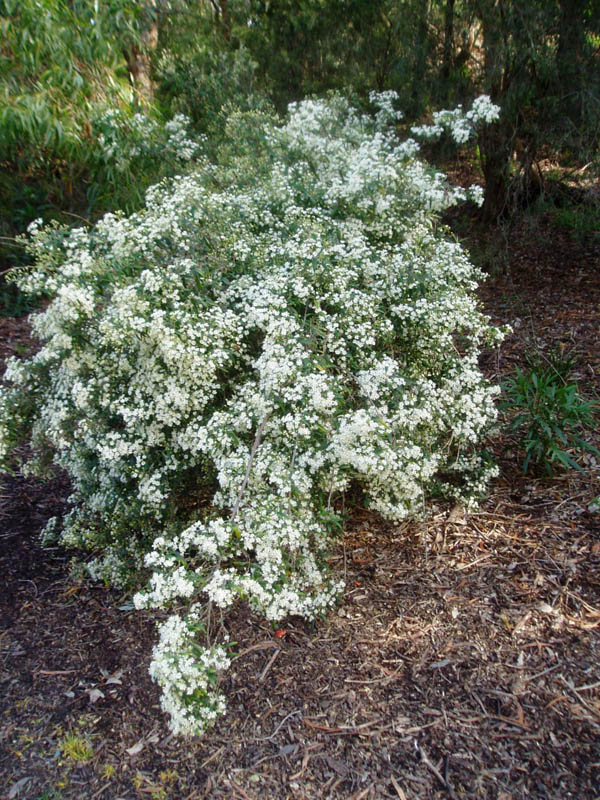 Olearia lirata