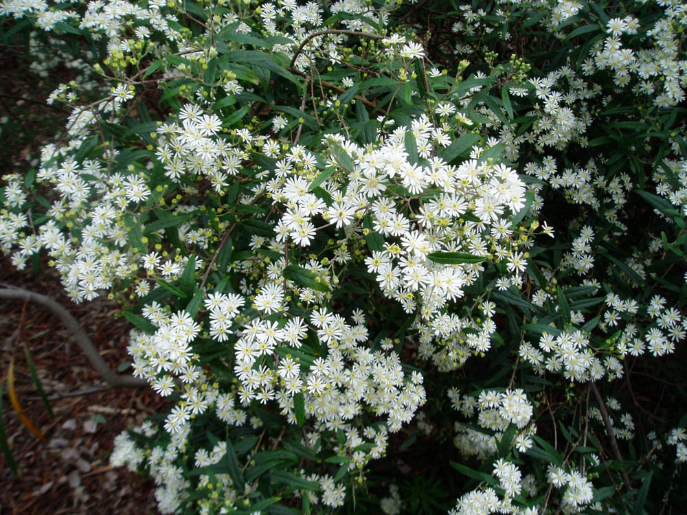 Olearia lirata