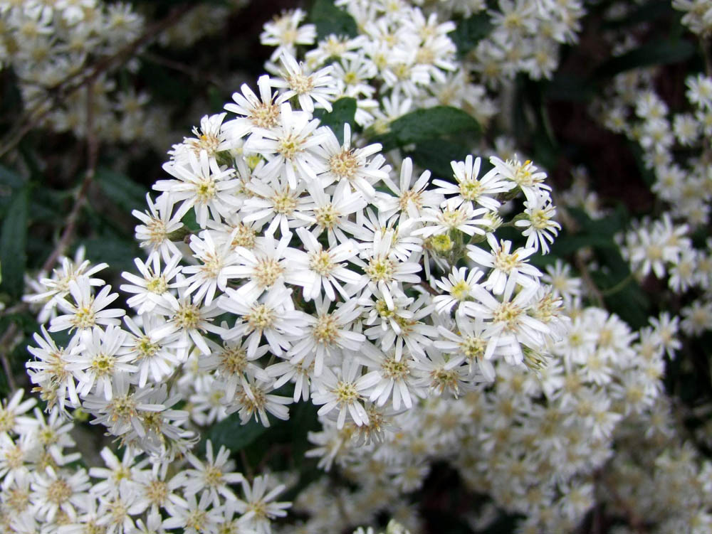 Olearia lirata