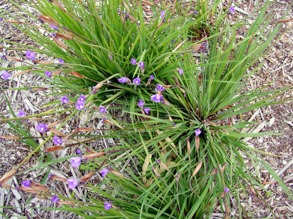 Patersonia occidentalis