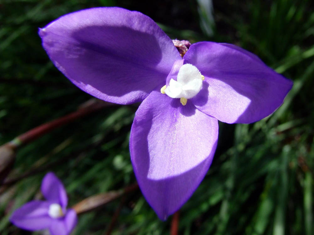 Patersonia occidentalis