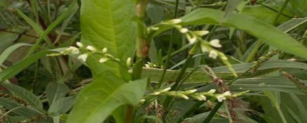 Persicaria hydropiper