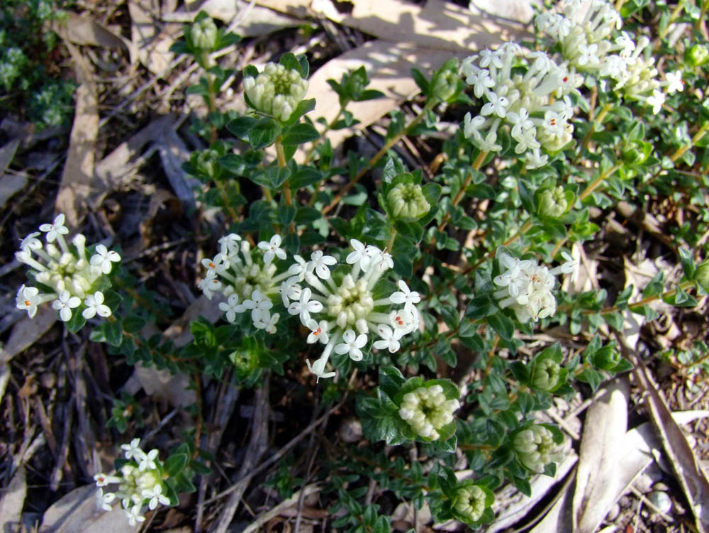 Pimelea humilis