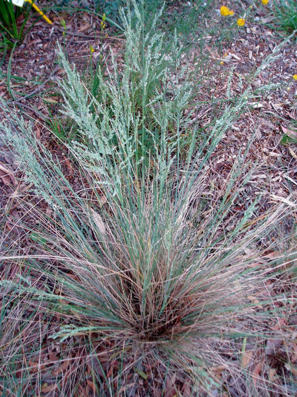 Poa labillardierei