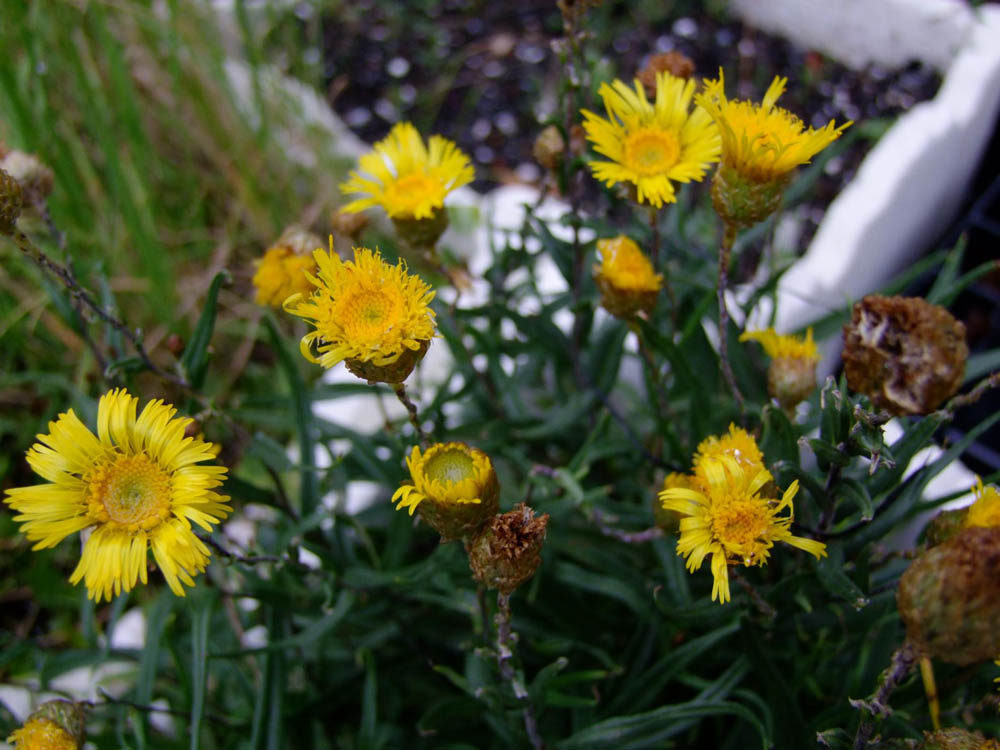 Podolepis decipiens