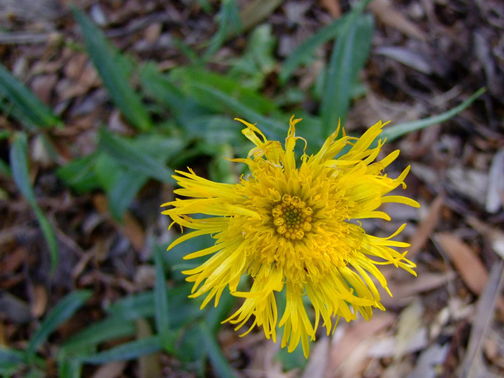 Podolepis decipiens